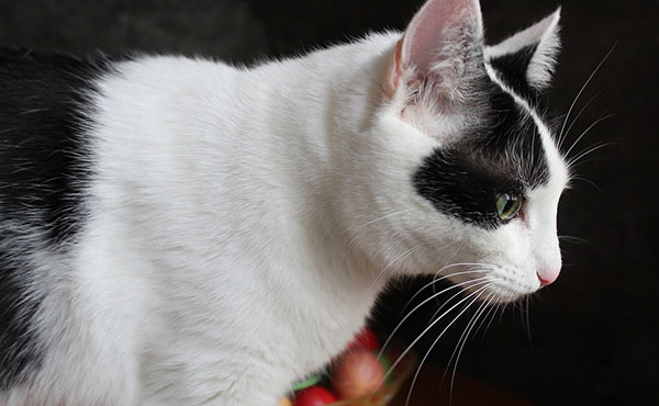 Como lidar com um gato fujão - Blog Safecat